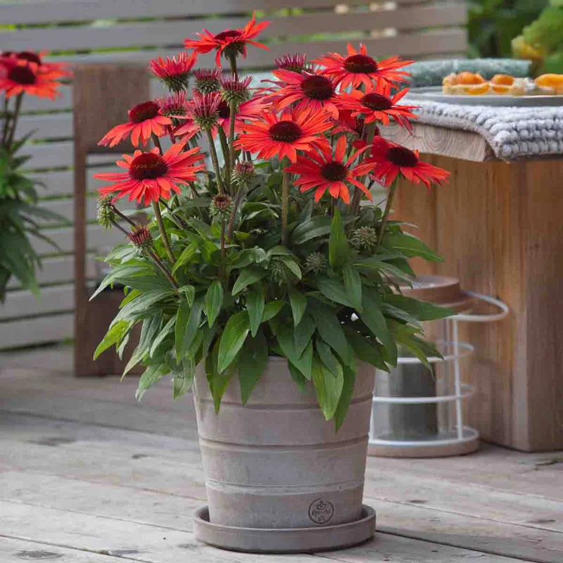 Sunmagic® Vintage Orange Coneflower – Spring Hill Nursery