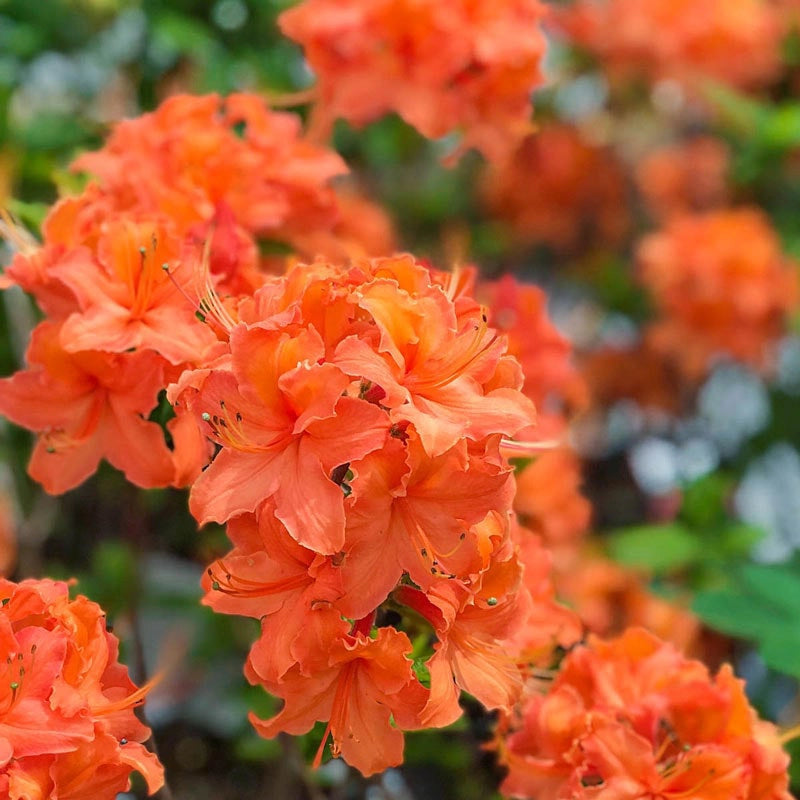 Mandarin Lights Azalea Shrubs | Spring Hill Nurseries – Spring Hill Nursery
