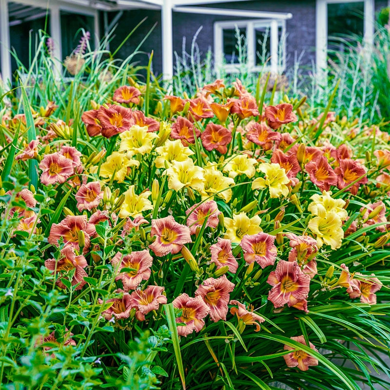 Reblooming Daylily Mix – Spring Hill Nursery