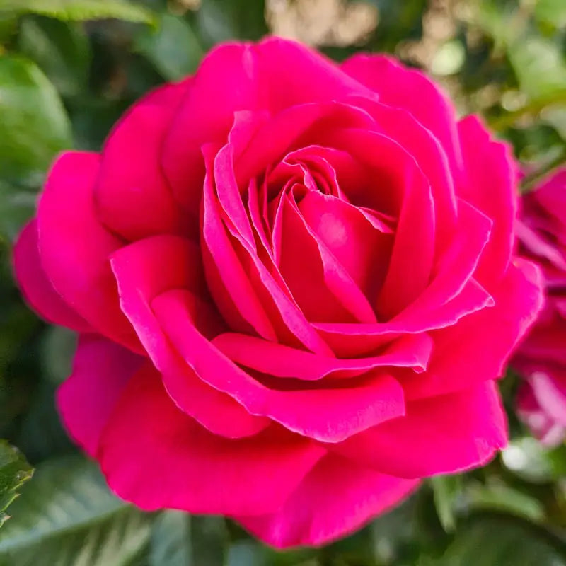 Nothing But Class™ Hybrid Tea Rose – Spring Hill Nursery