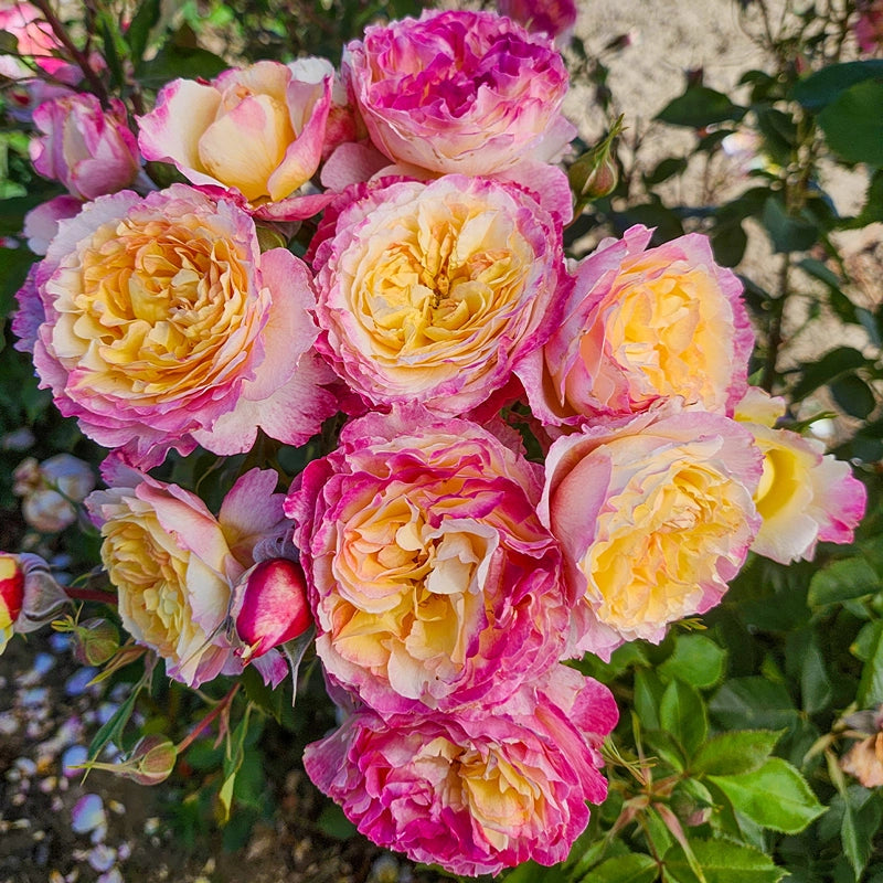 Living the Dream™ Grandiflora Rose – Spring Hill Nursery