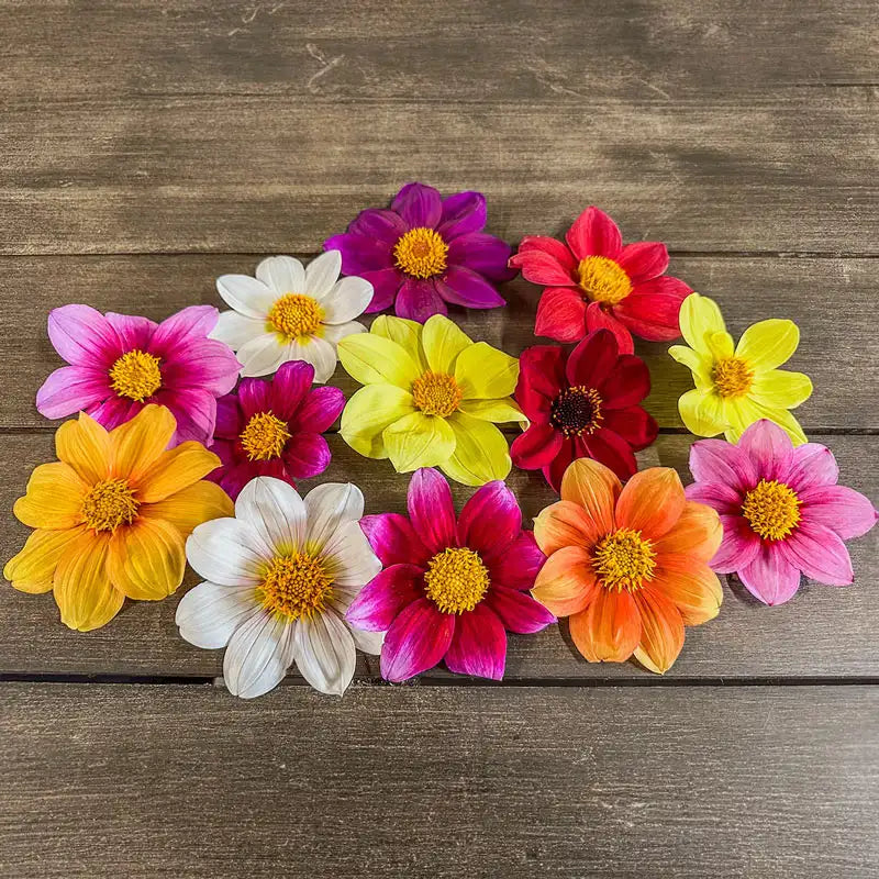 Beeline Mix Dahlia - Shop Dahlias | Spring Hill – Spring Hill Nursery