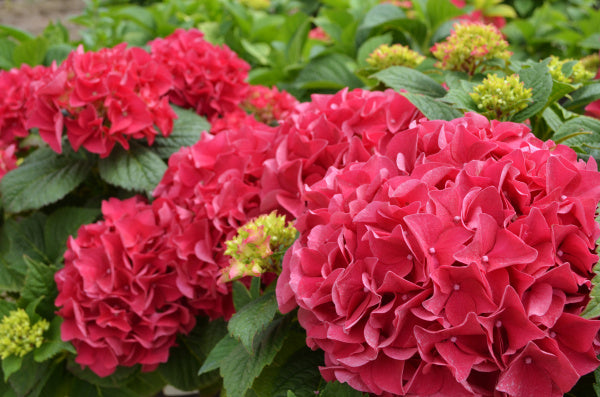 Grateful Red Hydrangea - Shop Hydrangeas | Spring Hill – Spring Hill ...