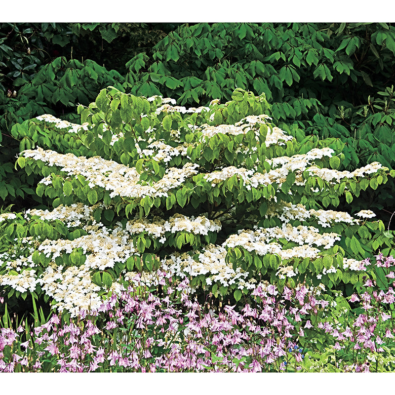 Shasta Double Viburnum - Shop Japanese Viburnum | Spring Hill – Spring ...