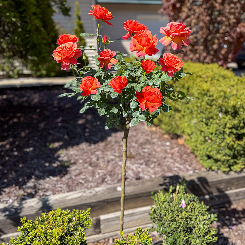 Easy Does It Rose At Spring Hill Nurseries – Spring Hill Nursery
